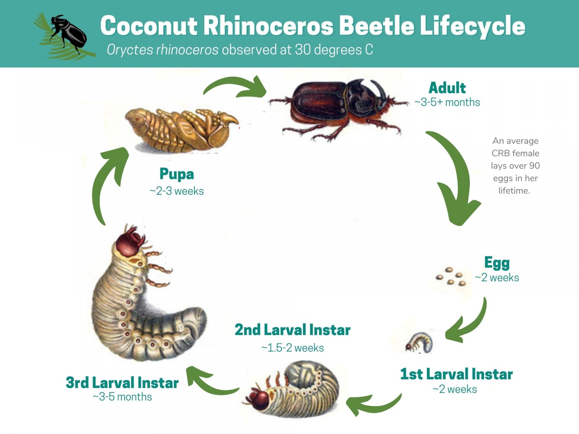 Oryctes Rhinoceros Life Cycle